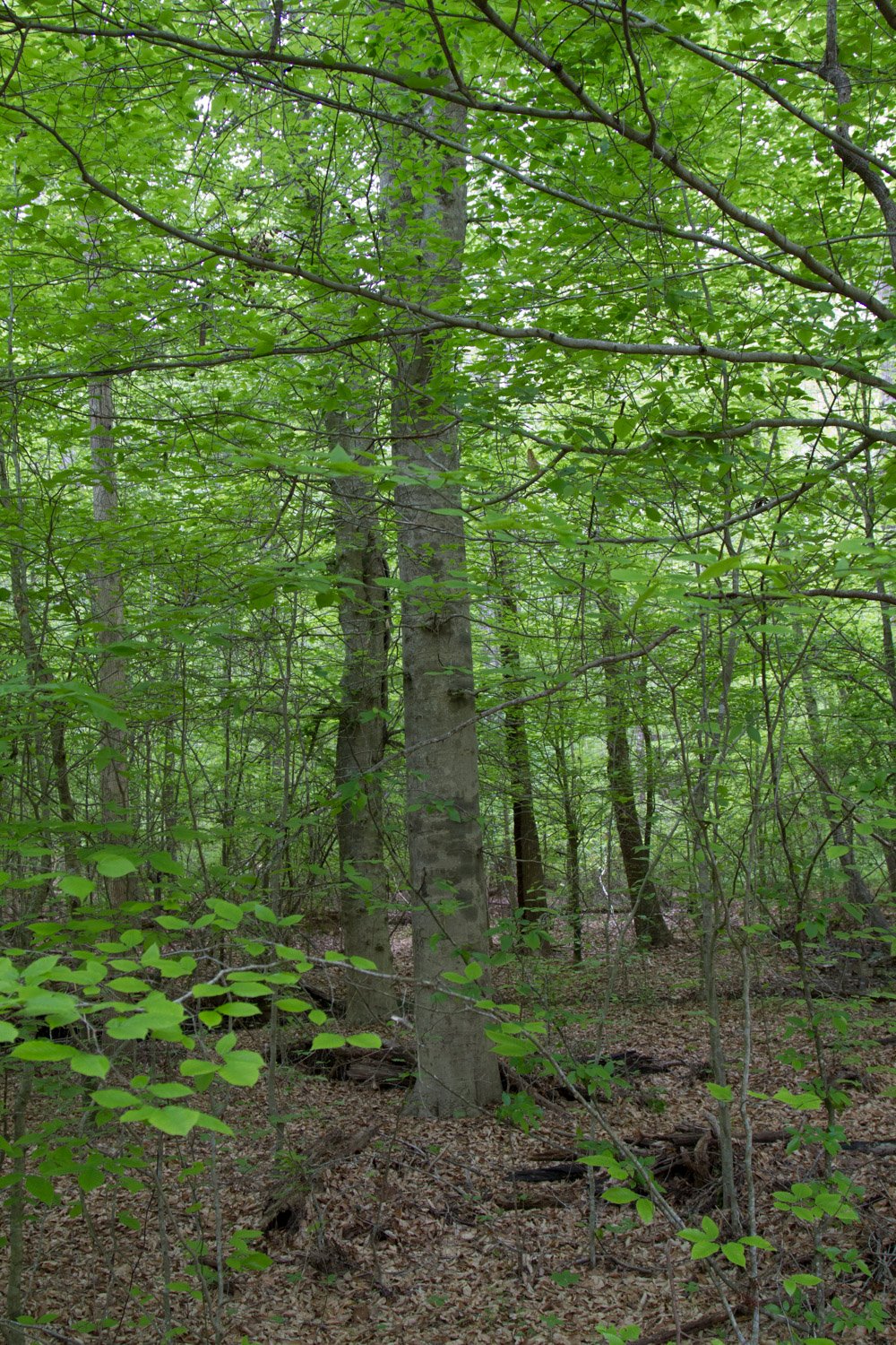 Pictures from the Hike and Plant Tour of Duke Forest | New Hope ...