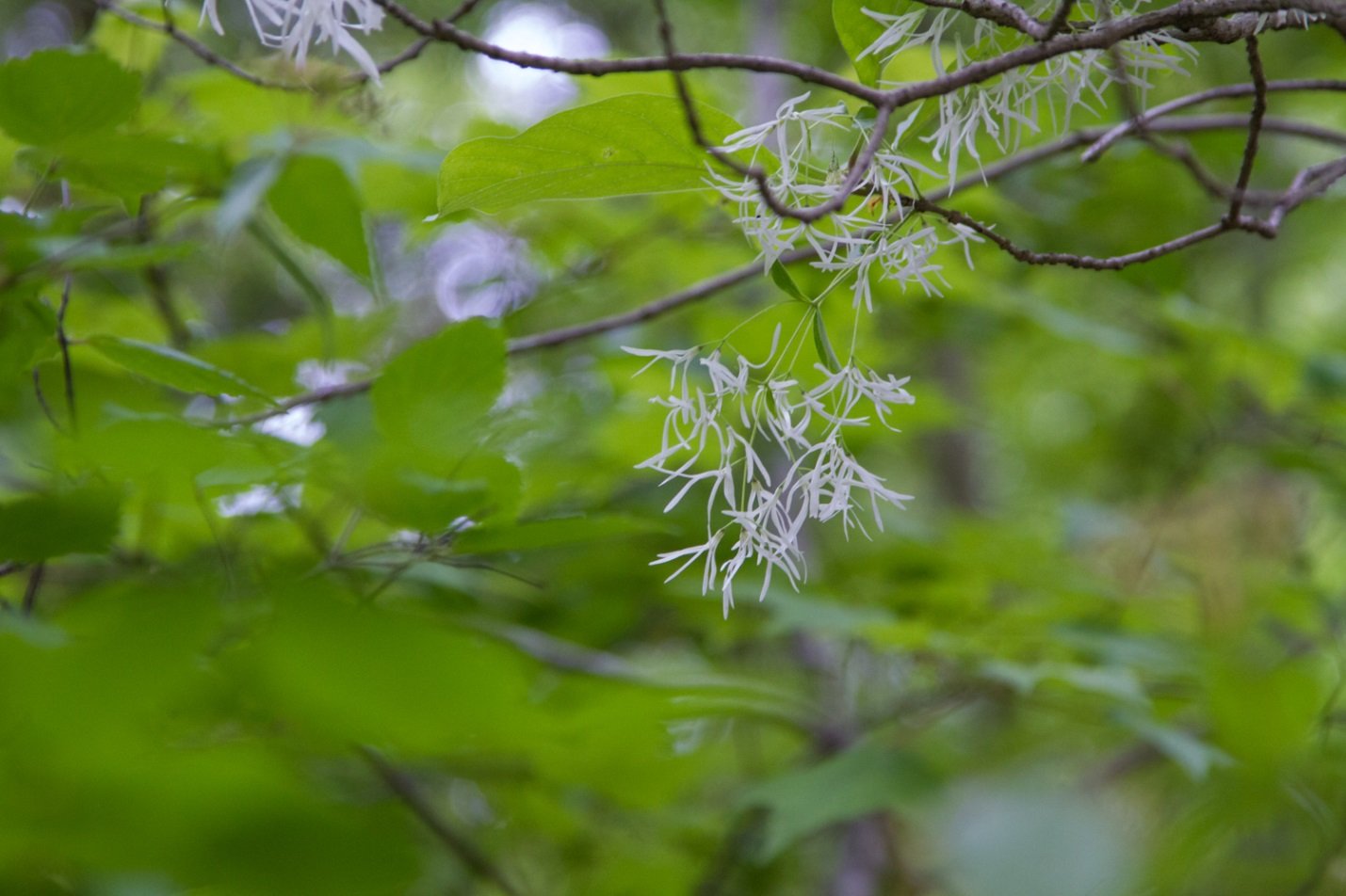 Pictures from the Hike and Plant Tour of Duke Forest | New Hope ...