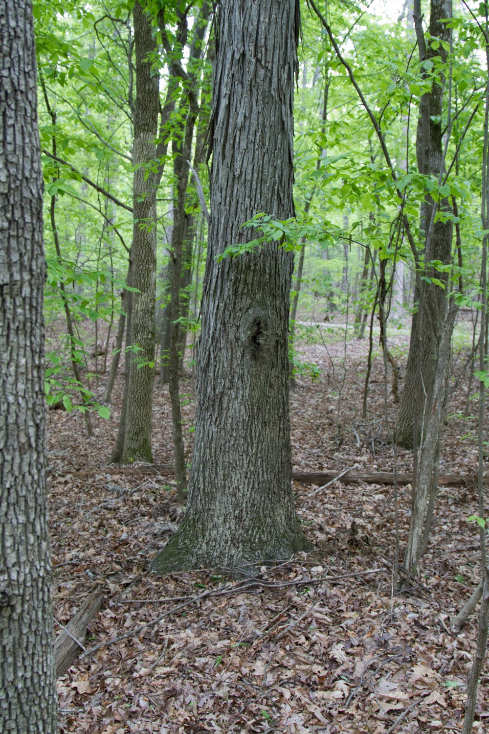 Pictures from the Hike and Plant Tour of Duke Forest | New Hope ...