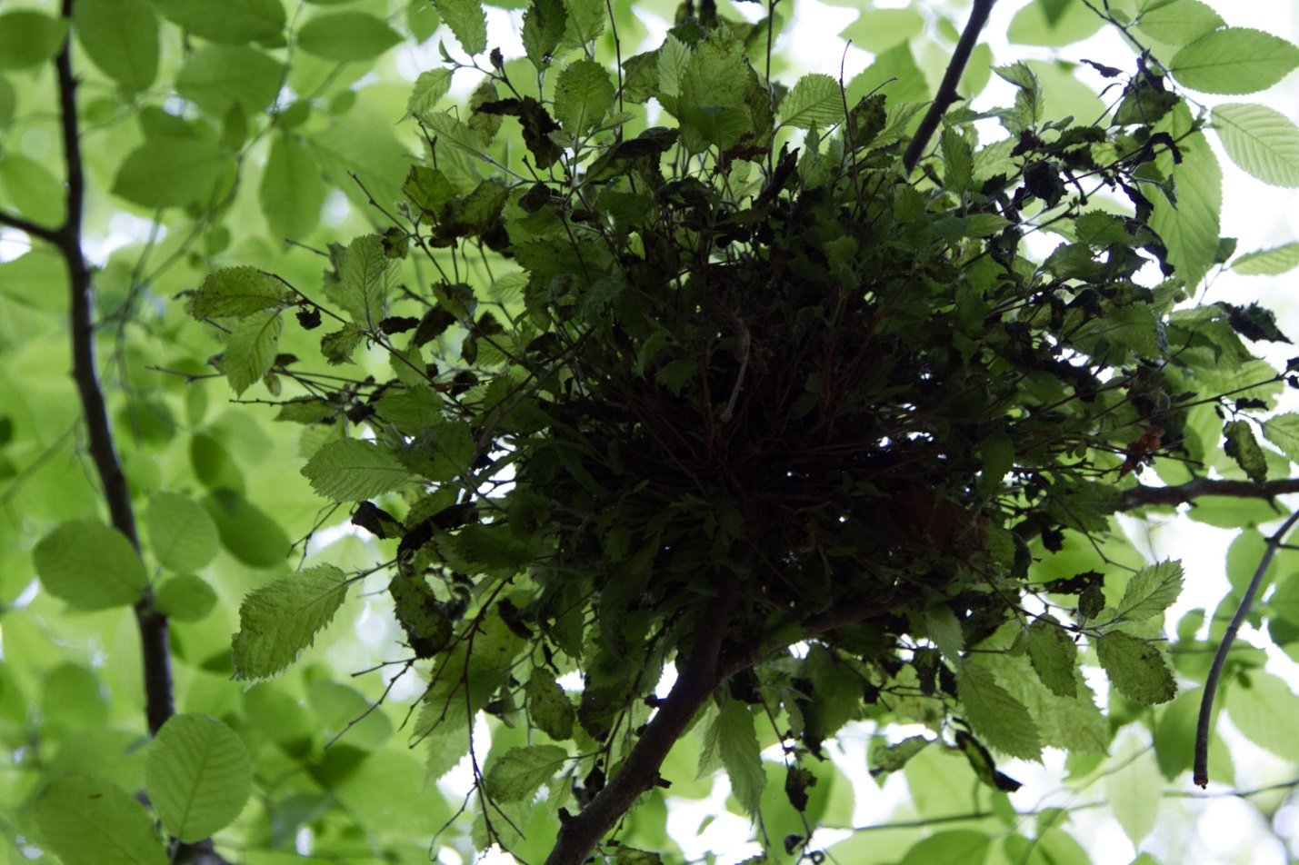 Pictures from the Hike and Plant Tour of Duke Forest | New Hope ...