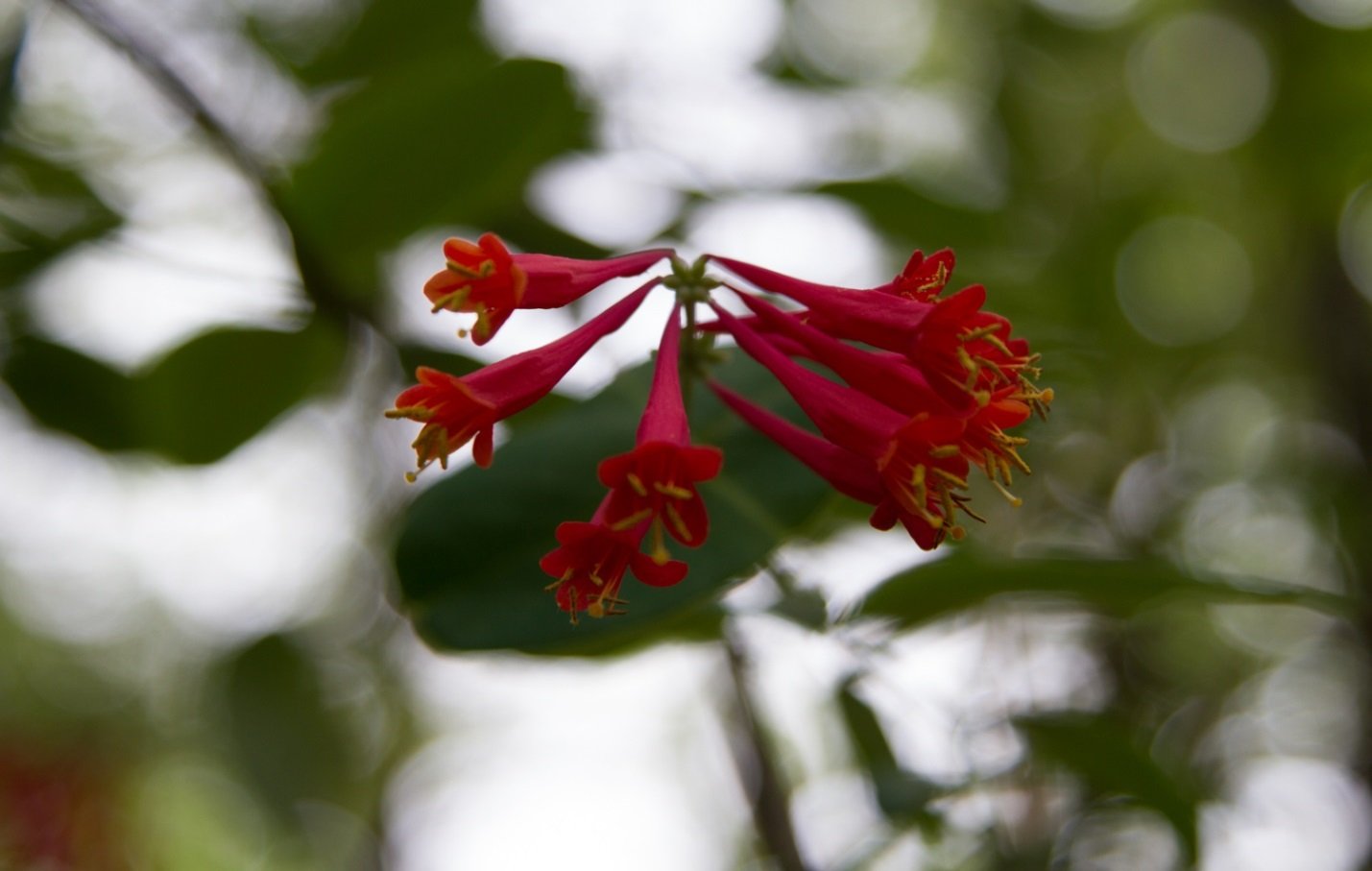 Pictures from the Hike and Plant Tour of Duke Forest | New Hope ...